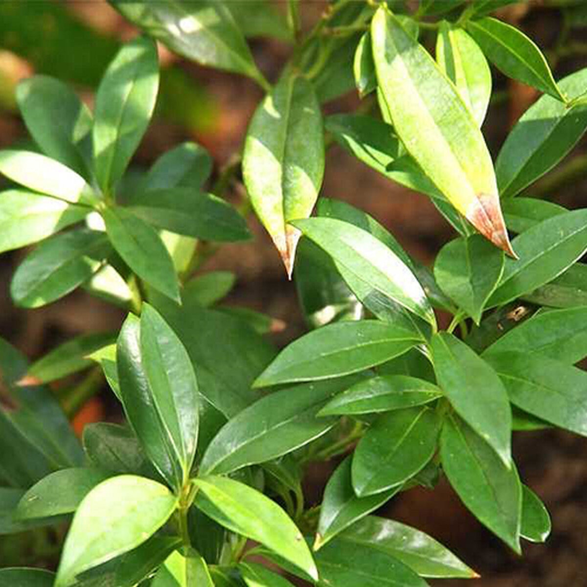 Sarcococca Hookeriana var. Humilis Sweet Box | SiteOne