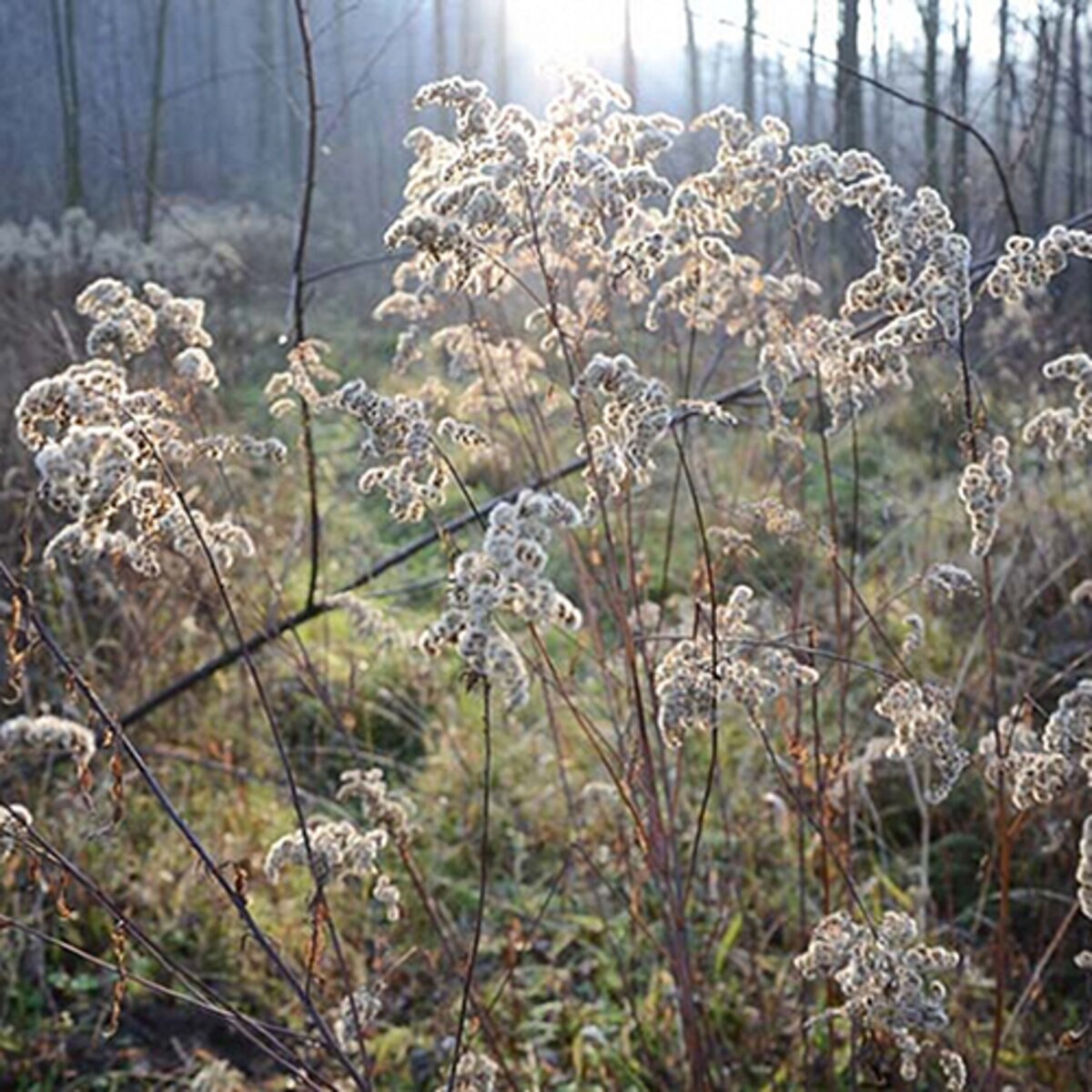Scirpus Cyperinus Wool Grass | SiteOne US
