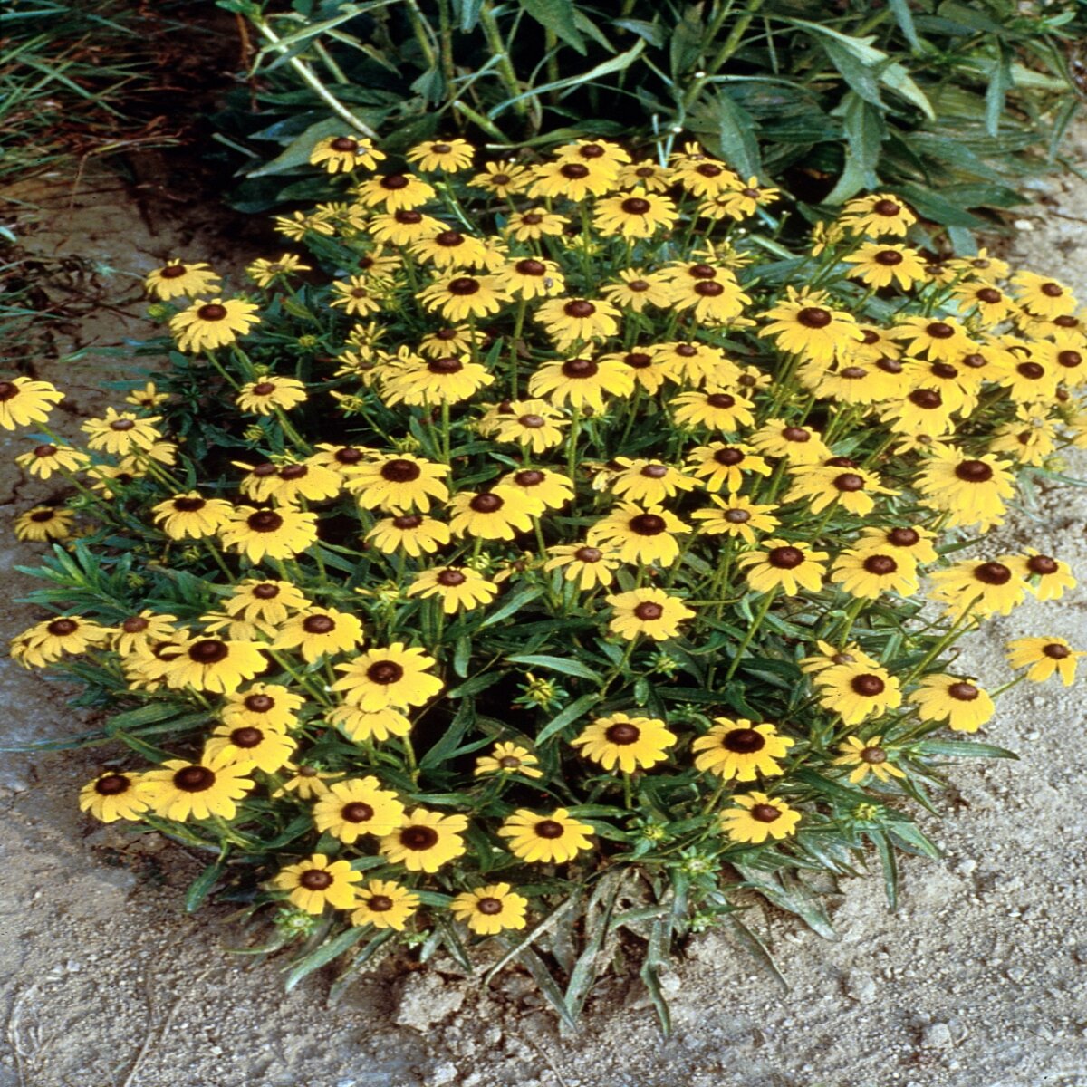Rudbeckia Fulgida Viette's Little Suzy Black-Eyed Susan | SiteOne US