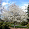 Amelanchier Laevis Spring Flurry Allegheny Serviceberry | SiteOne US