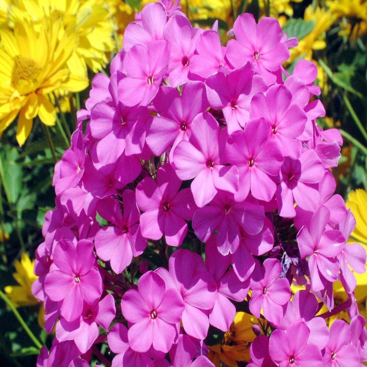 Phlox Paniculata Robert Poore Phlox | SiteOne