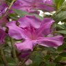 Rhododendron X Autumn Royalty Encore Azalea | SiteOne