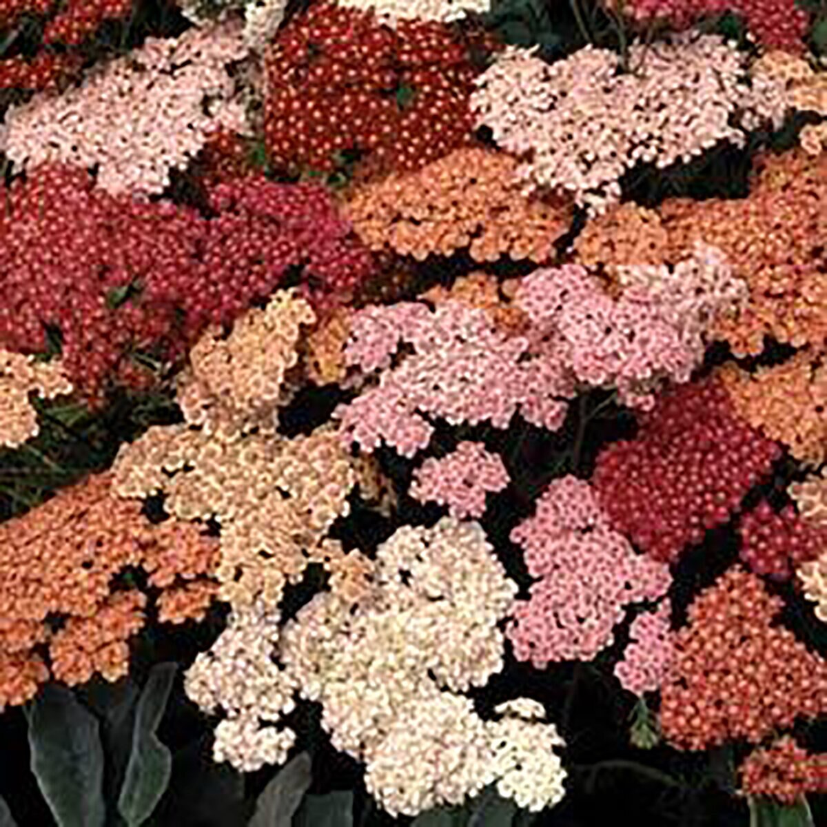 Achillea Millefolium Summer Berries Yarrow | SiteOne US