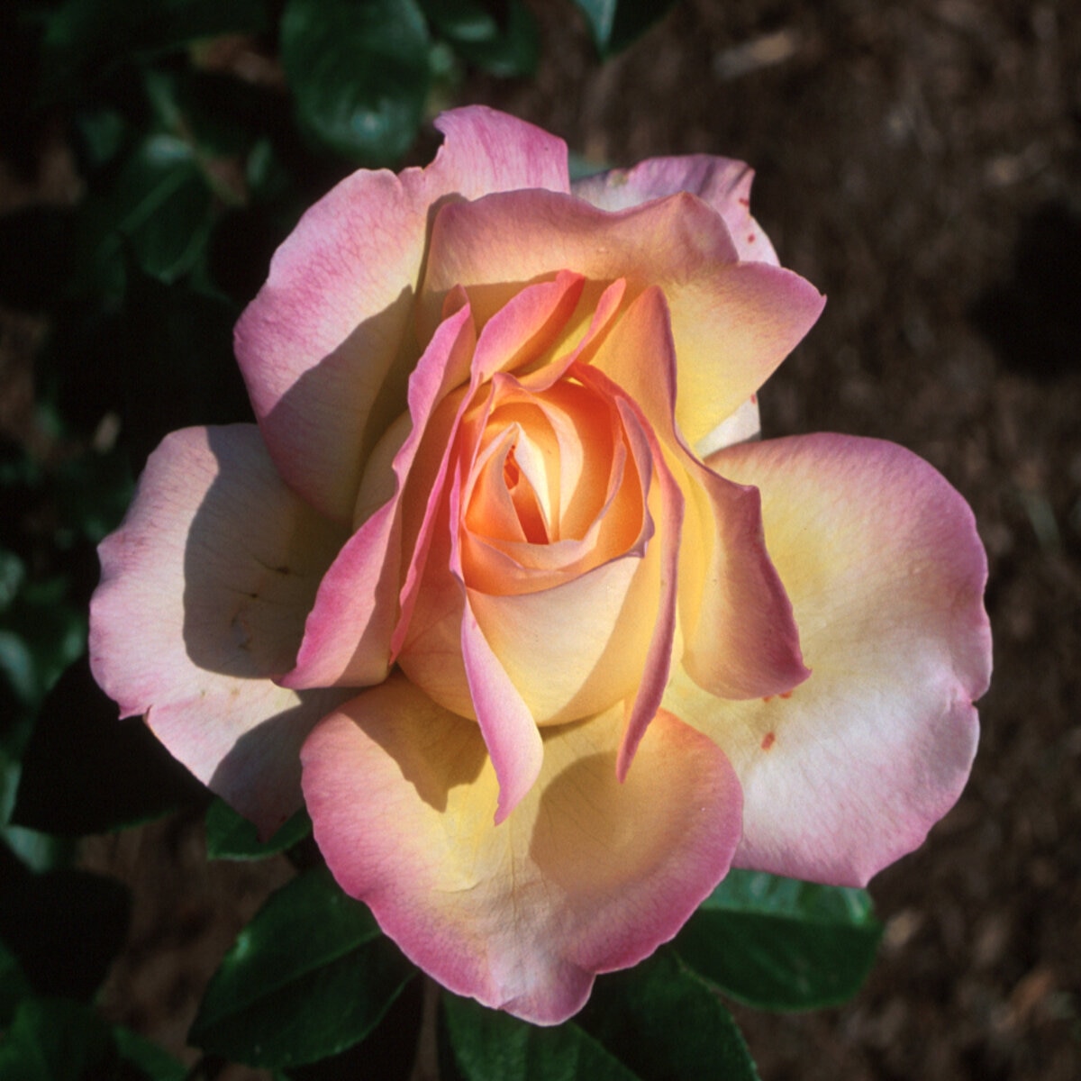 Rosa X Peace Hybrid Tea Rose | SiteOne