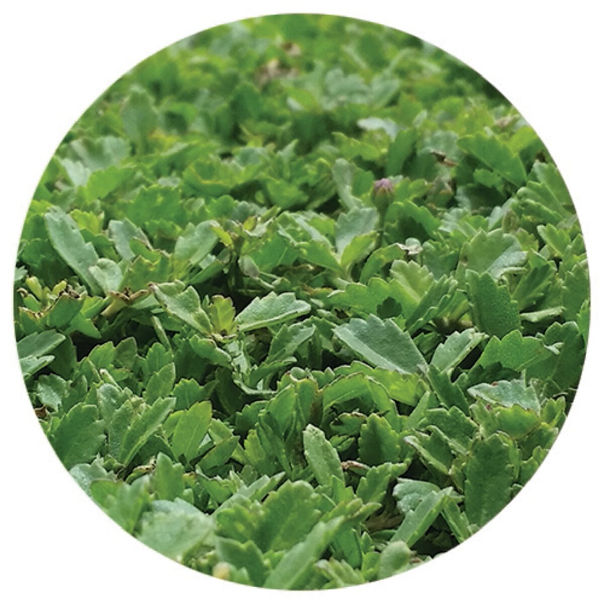 Kurapia Sod & Ground Cover: Price and Product Info | SiteOne