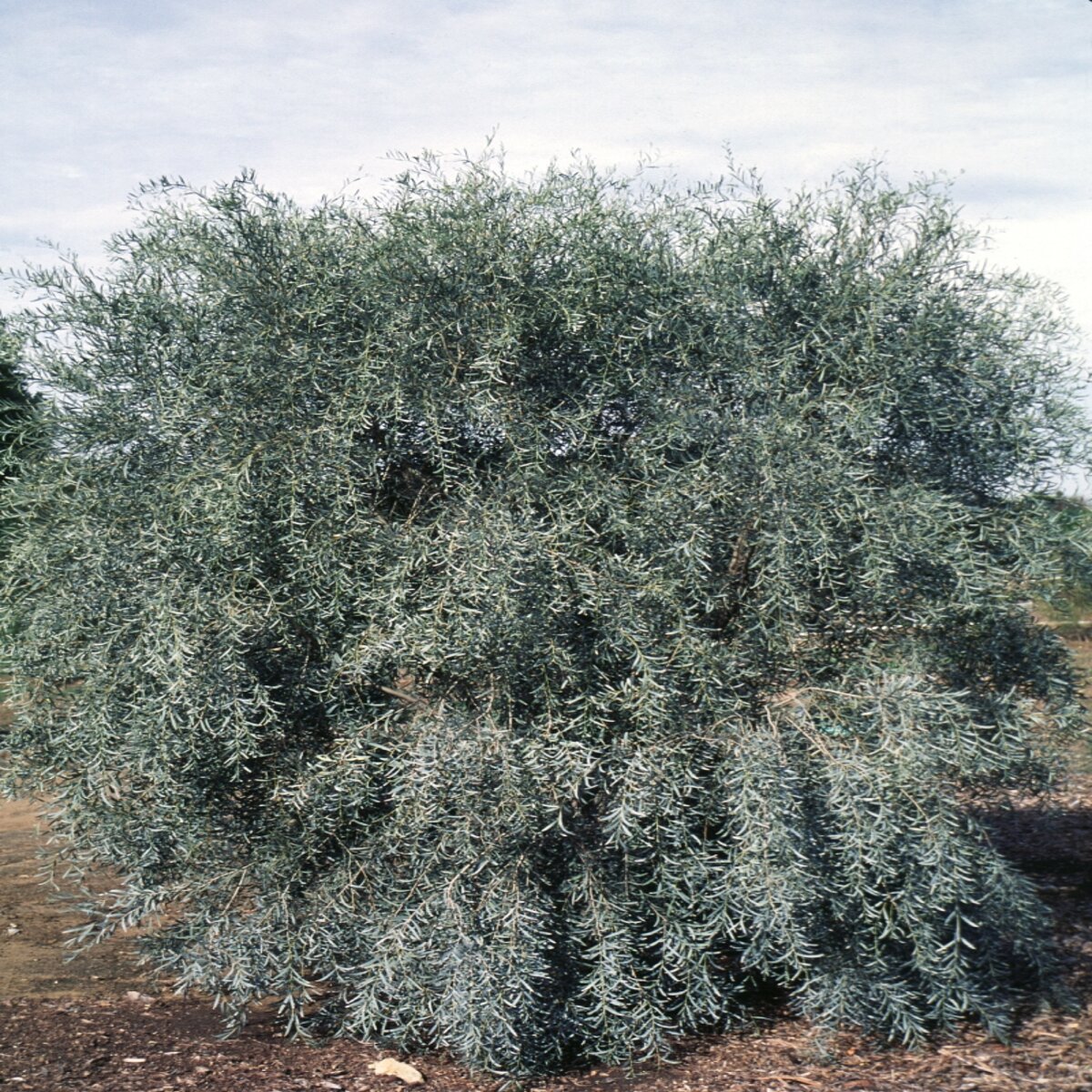 Acacia Pendula Weeping Myall | SiteOne US
