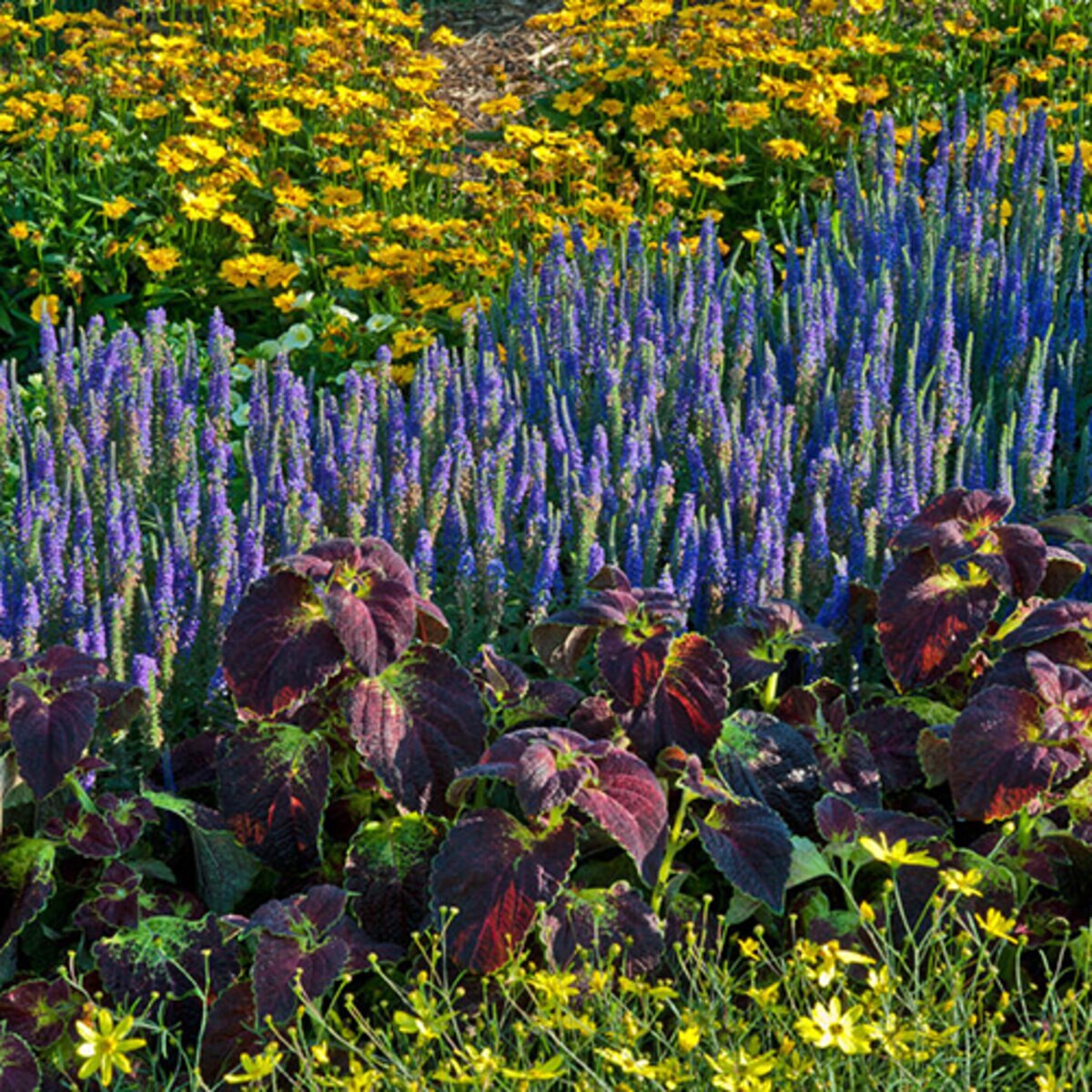 Veronica X Magic Show Hocus Pocus Speedwell | SiteOne US