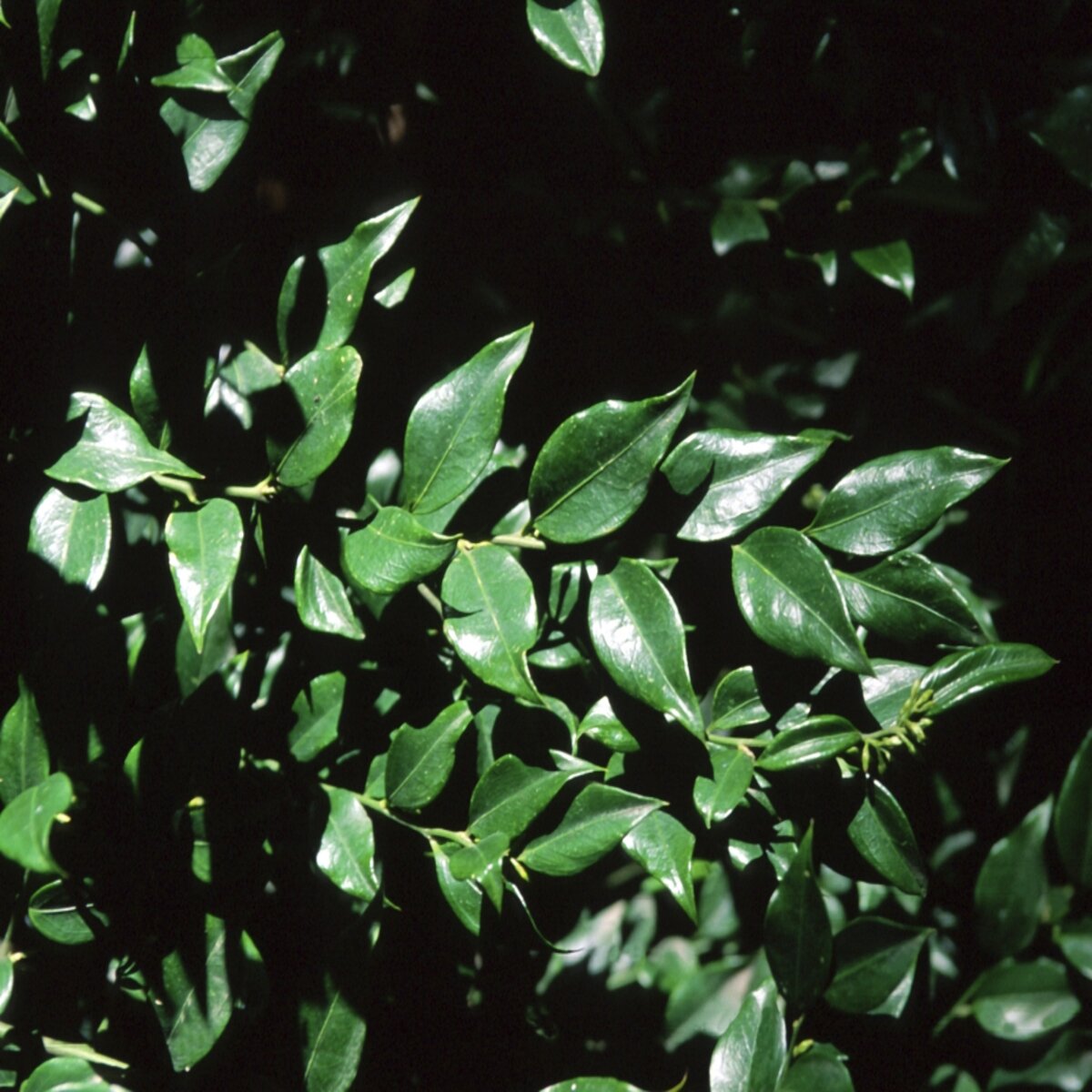 Sarcococca Ruscifolia Sweet Box | SiteOne