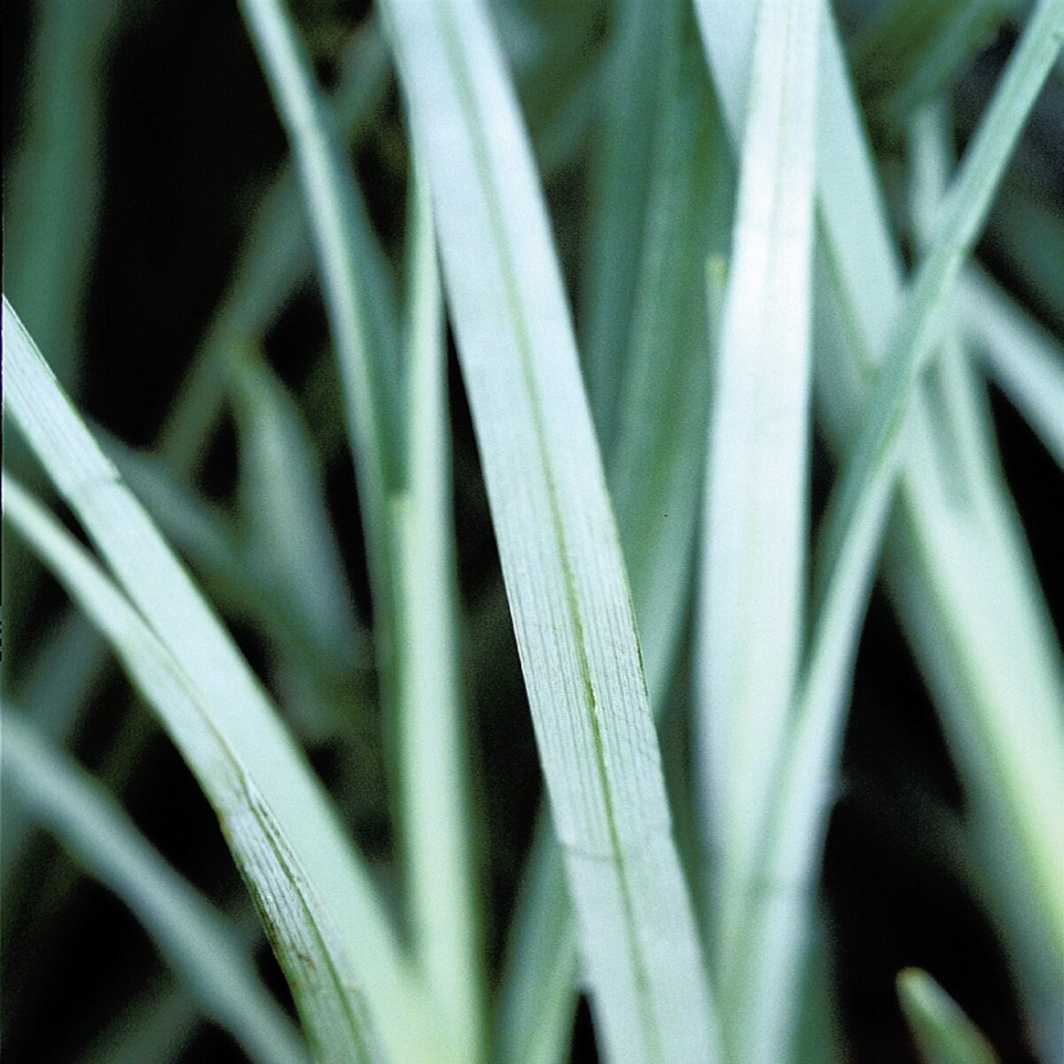 Carex Flacca Blue Zinger Blue Sedge | SiteOne