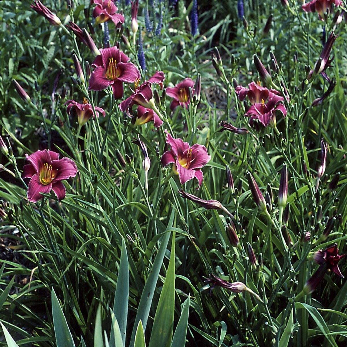 Hemerocallis X Grape Magic Daylily | SiteOne US