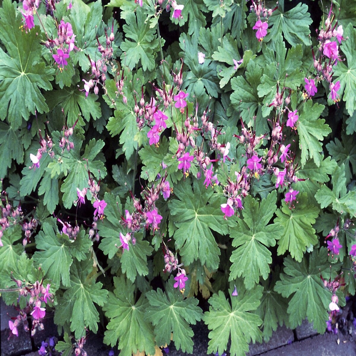 Geranium Macrorrhizum Spessart Cranesbill | SiteOne US