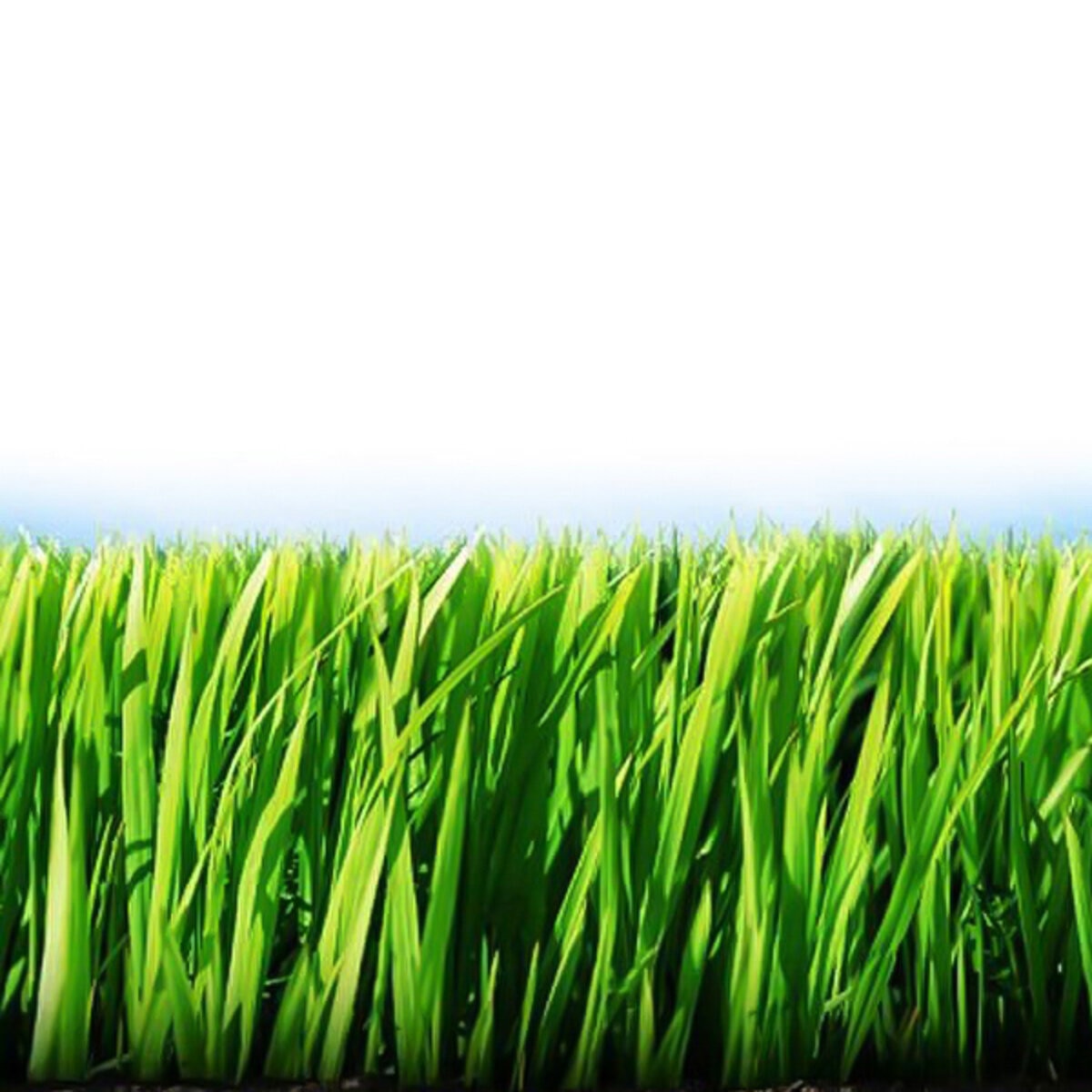 Blend Sod Enduro 90% Dwarf Tall Fescue / 10% Kentucky Bluegrass (per sq ...