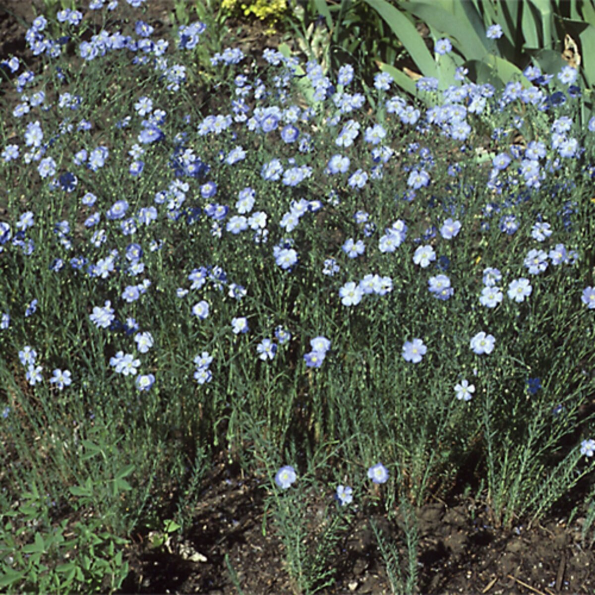 Linum perenne Sapphire Blue Flax | SiteOne US