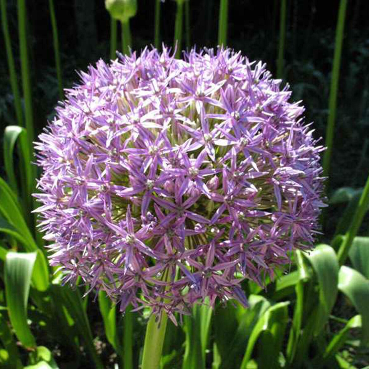Allium Bulb Giganteum Globemaster Ornamental Onion | SiteOne US