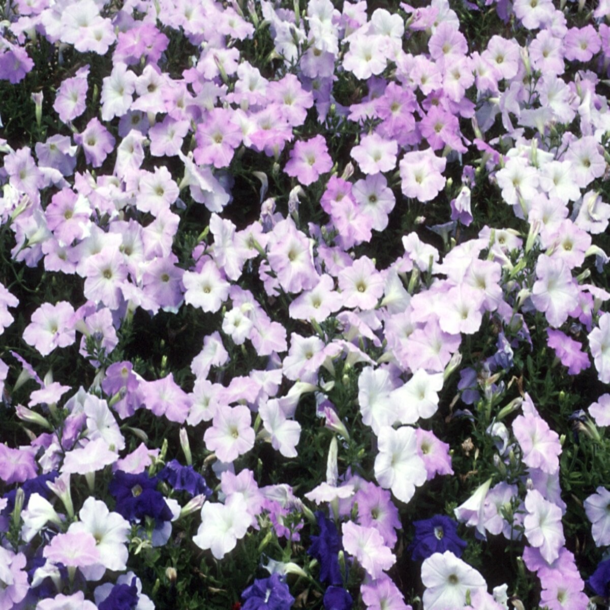 Petunia X Hybrida Wave Misty Lilac Spreading Petunia | SiteOne US