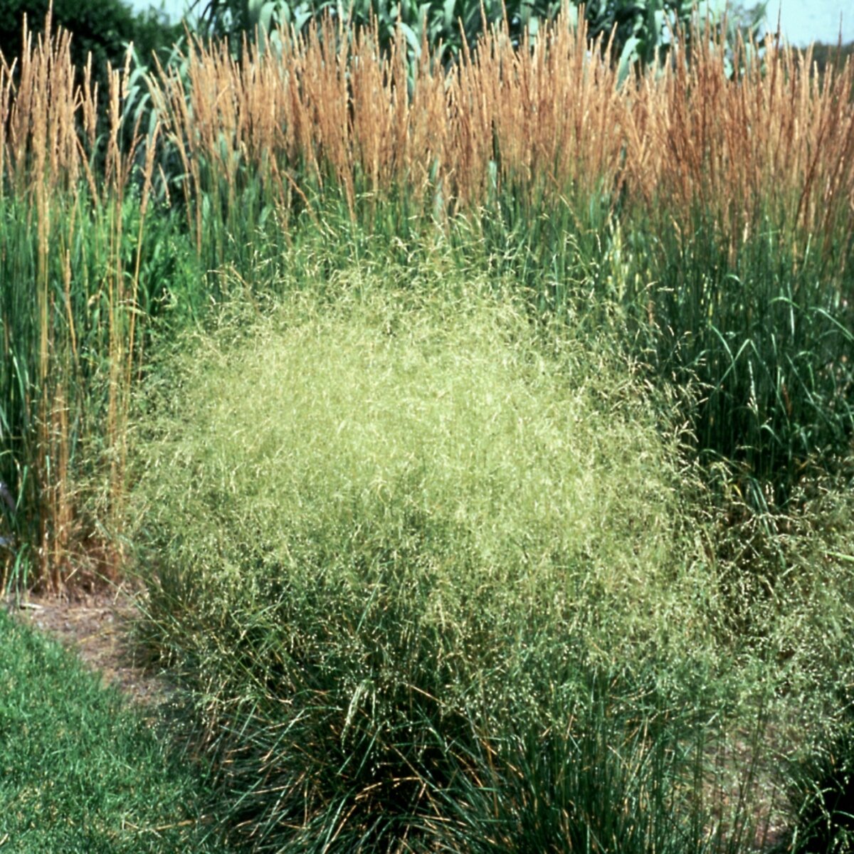 Deschampsia Cespitosa Schottland Scottish Tufted Hair Grass | SiteOne