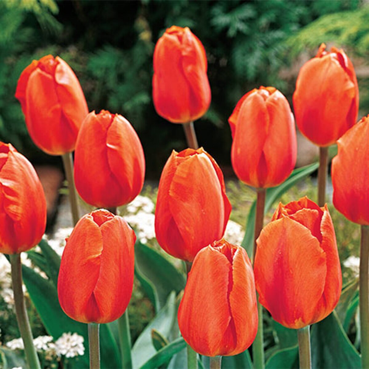 Tulipa Bulb Darwin Hybrid Lighting Sun Tulip | SiteOne US