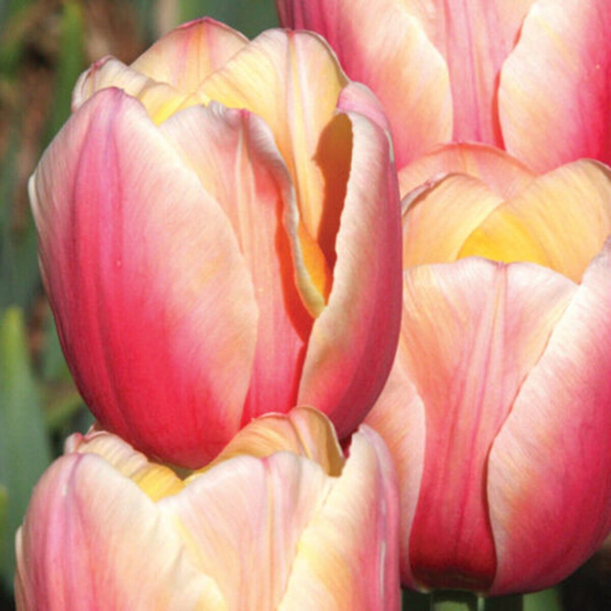 Tulipa Bulb Darwin Hybrid Marit Tulip | SiteOne