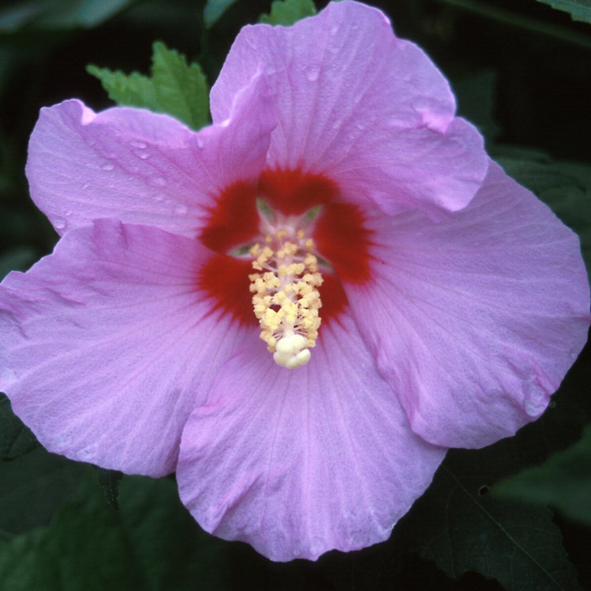Hibiscus X Lohengrin Rose of Sharon | SiteOne US