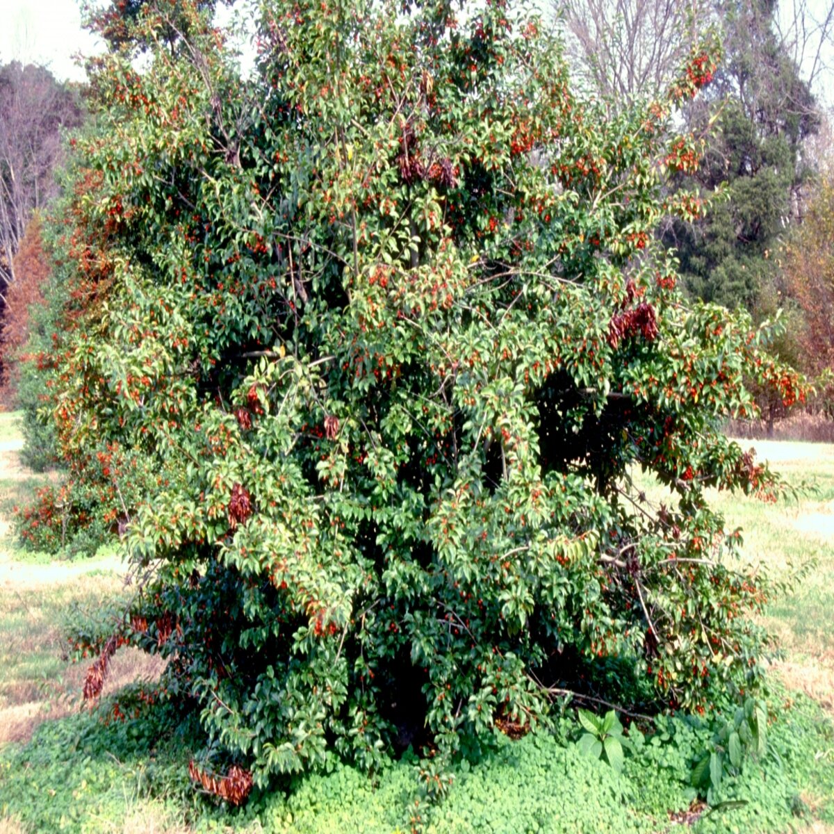 Ilex pedunculosa Longstalk Holly | SiteOne US