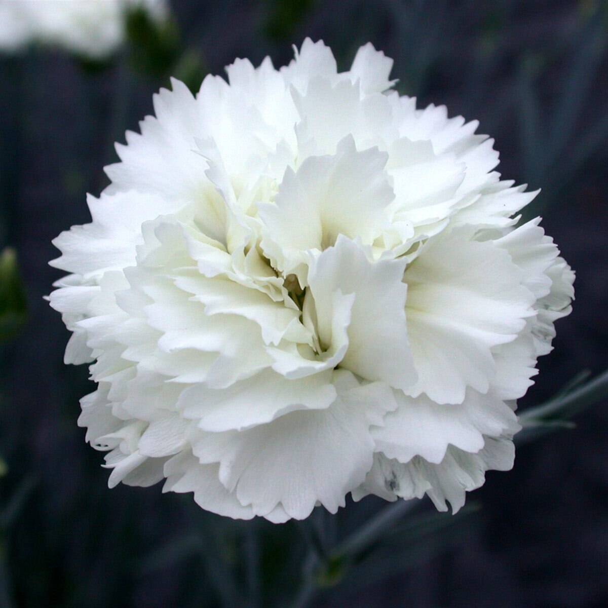 Dianthus X Scent First Memories Pinks | SiteOne