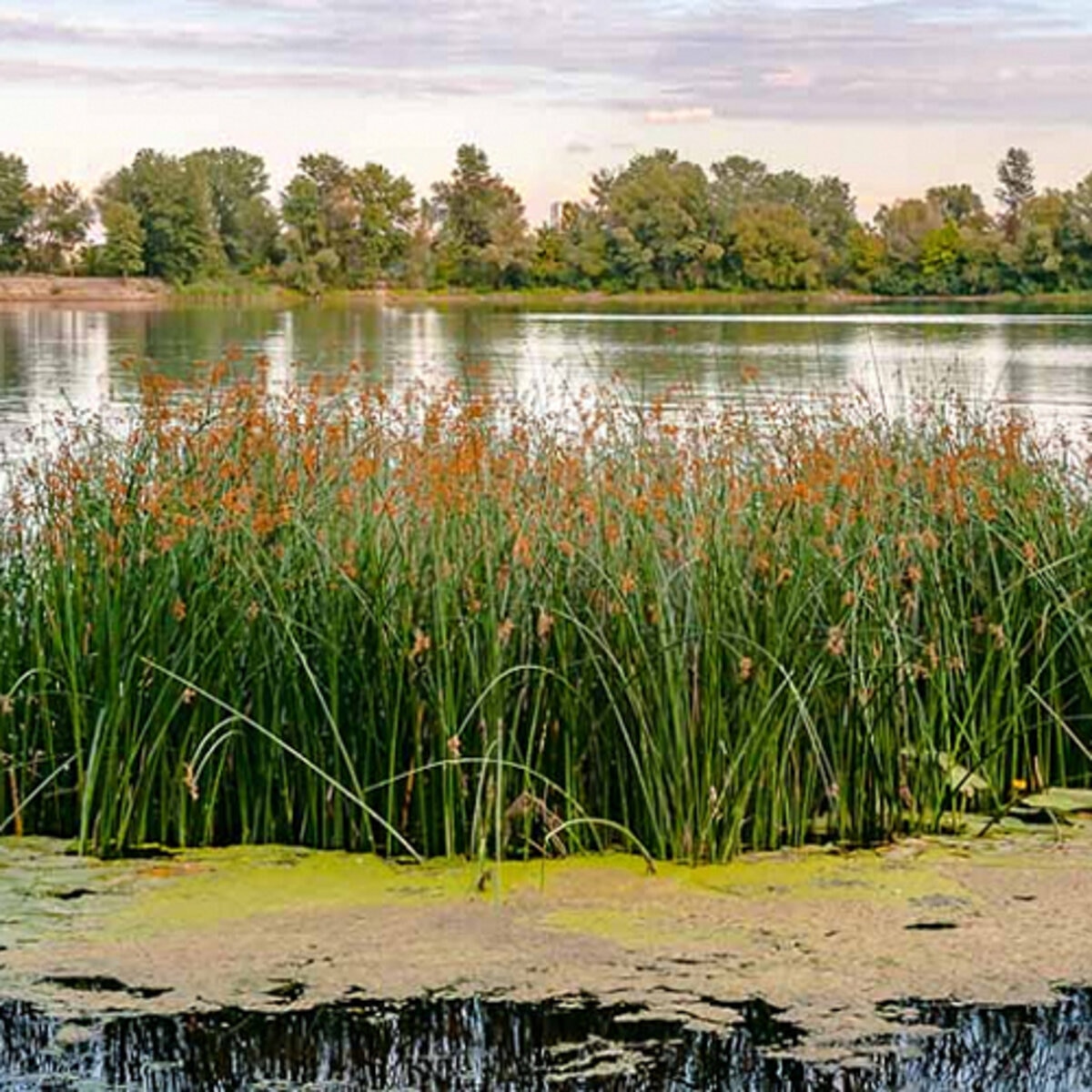 Scirpus Tabernaemontani (Validus) Soft-Stem Bulrush | SiteOne US