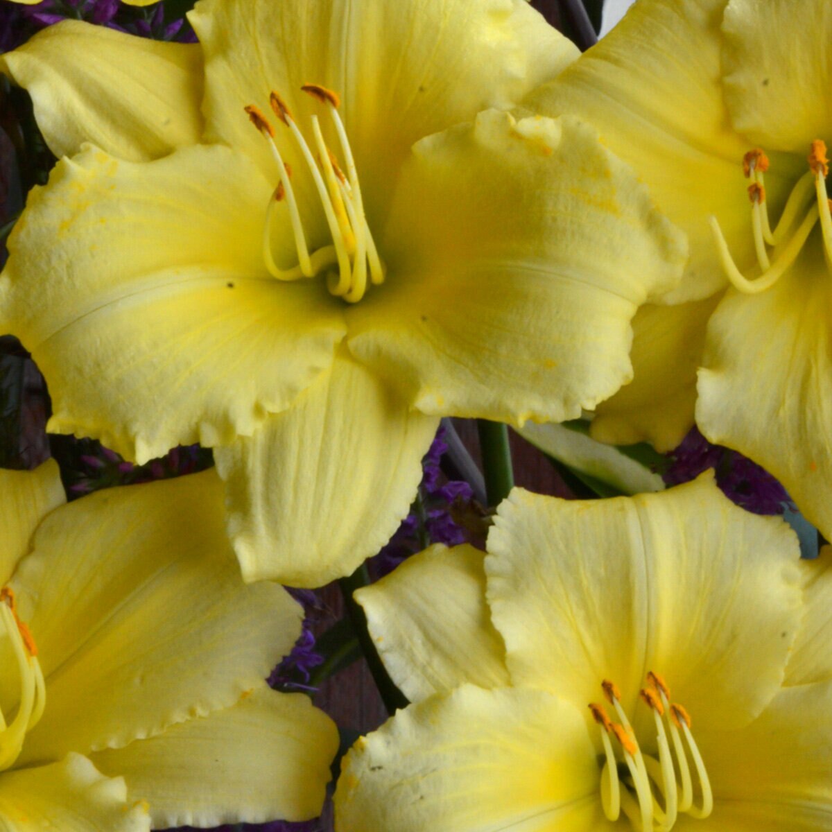 Hemerocallis X Stella Supreme Daylily | SiteOne US