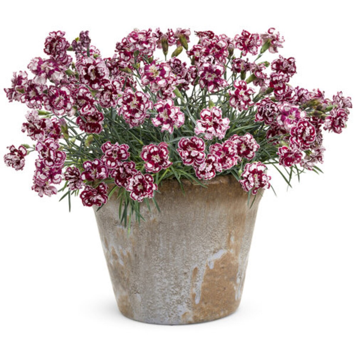 Dianthus X Fruit Punch Coconut Punch Pinks | SiteOne