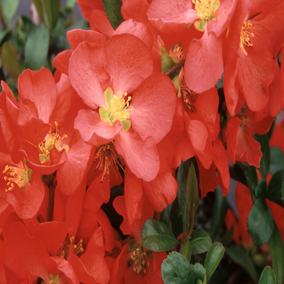 Chaenomeles Speciosa Spitfire Flowering Quince | SiteOne US