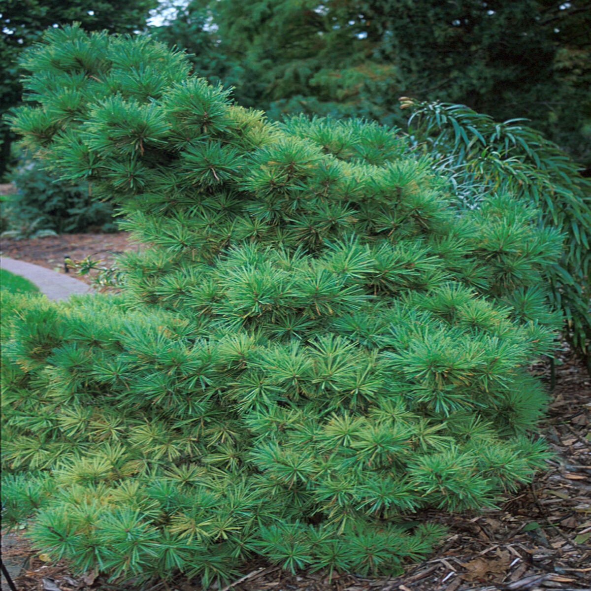 Pinus Strobus Macopin Eastern White Pine | SiteOne US