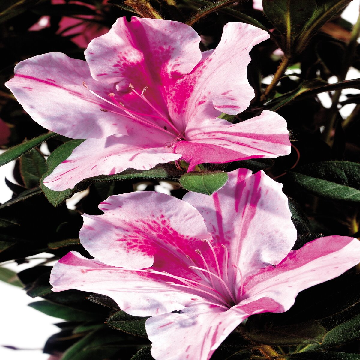 Rhododendron X Autumn Twist Encore Azalea | SiteOne