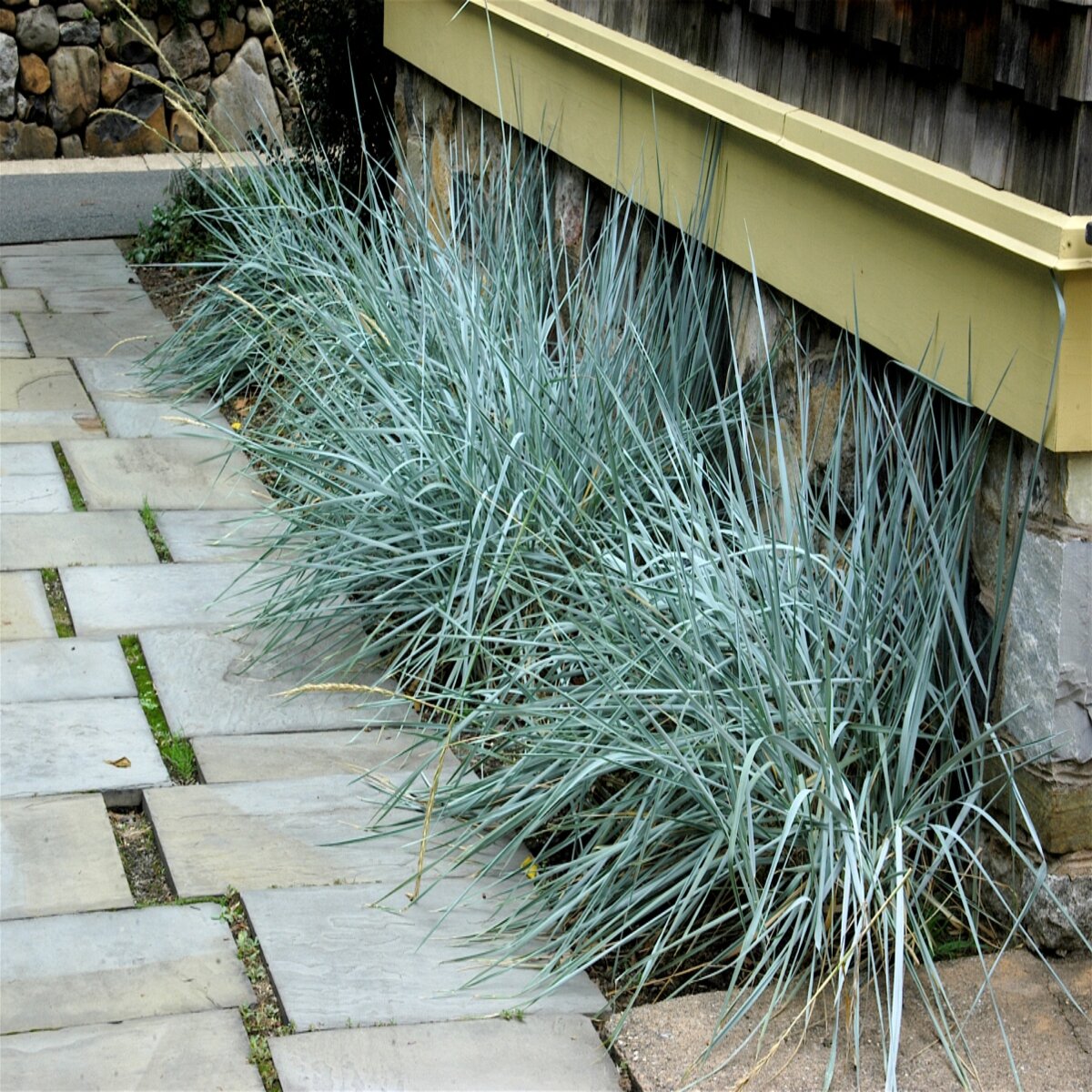 Leymus Arenarius Blue Lyme Grass | SiteOne US