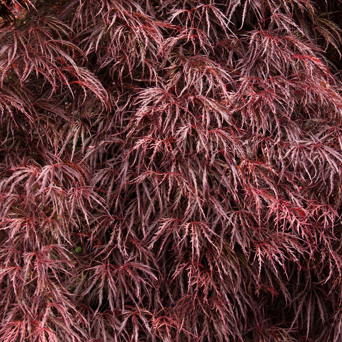 Acer Palmatum var. Dissectum Crimson Queen Cutleaf Japanese Maple | SiteOne