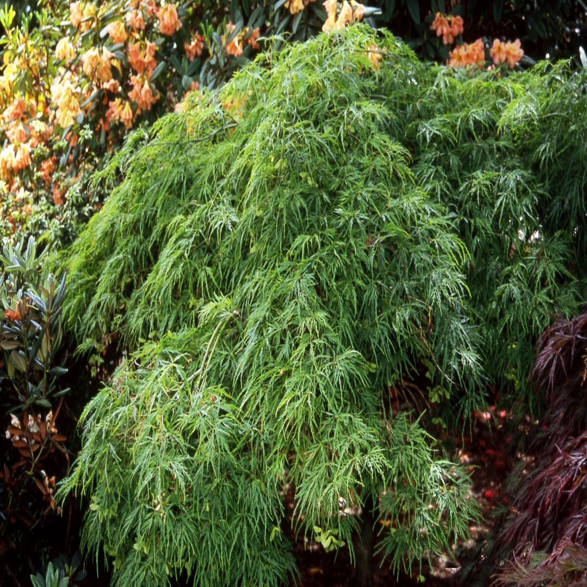 Acer Palmatum var. Dissectum Waterfall Cutleaf Japanese Maple | SiteOne US