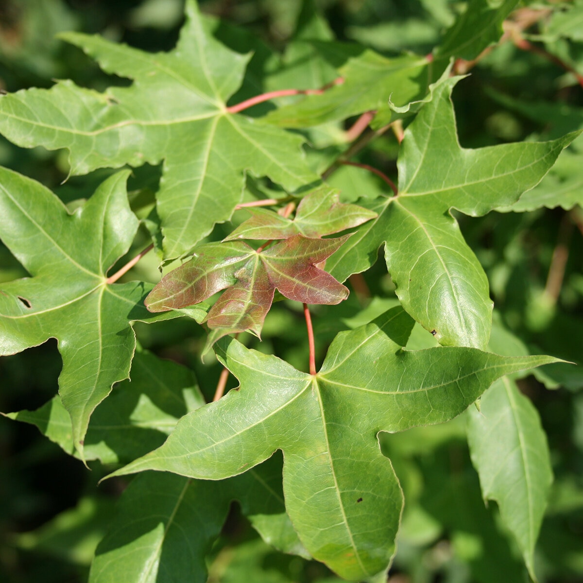 Acer Truncatum Shantung Maple | SiteOne US
