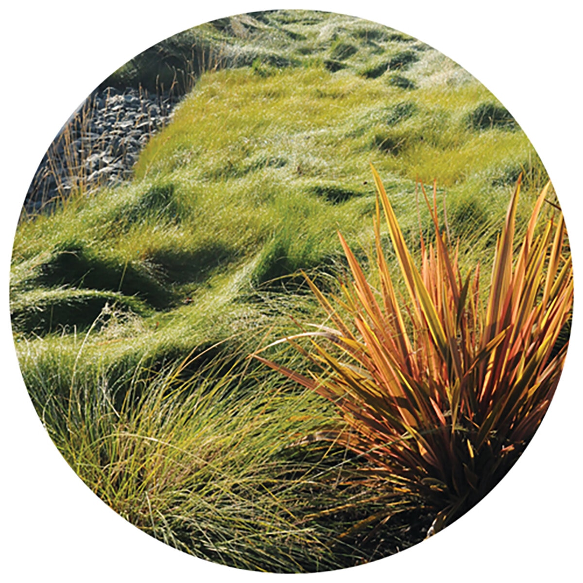 Blend Sod Native Mow Free: Idaho Fescue/Molate Fescue/Western Mokelumne ...