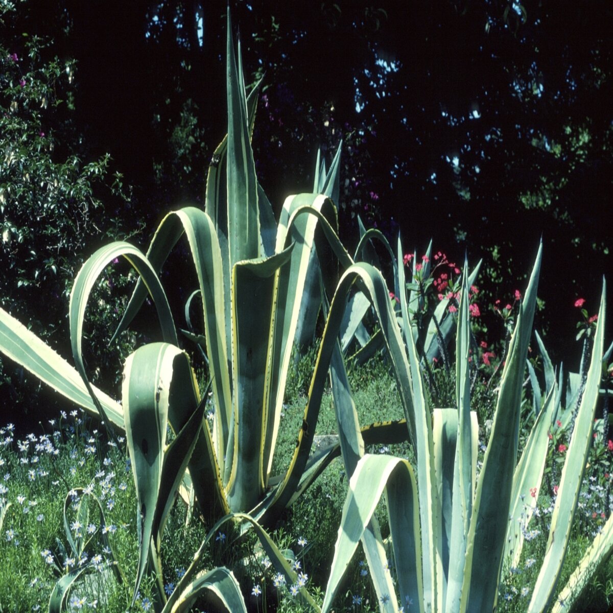 Agave Americana Marginata Variegated Century Plant | SiteOne US