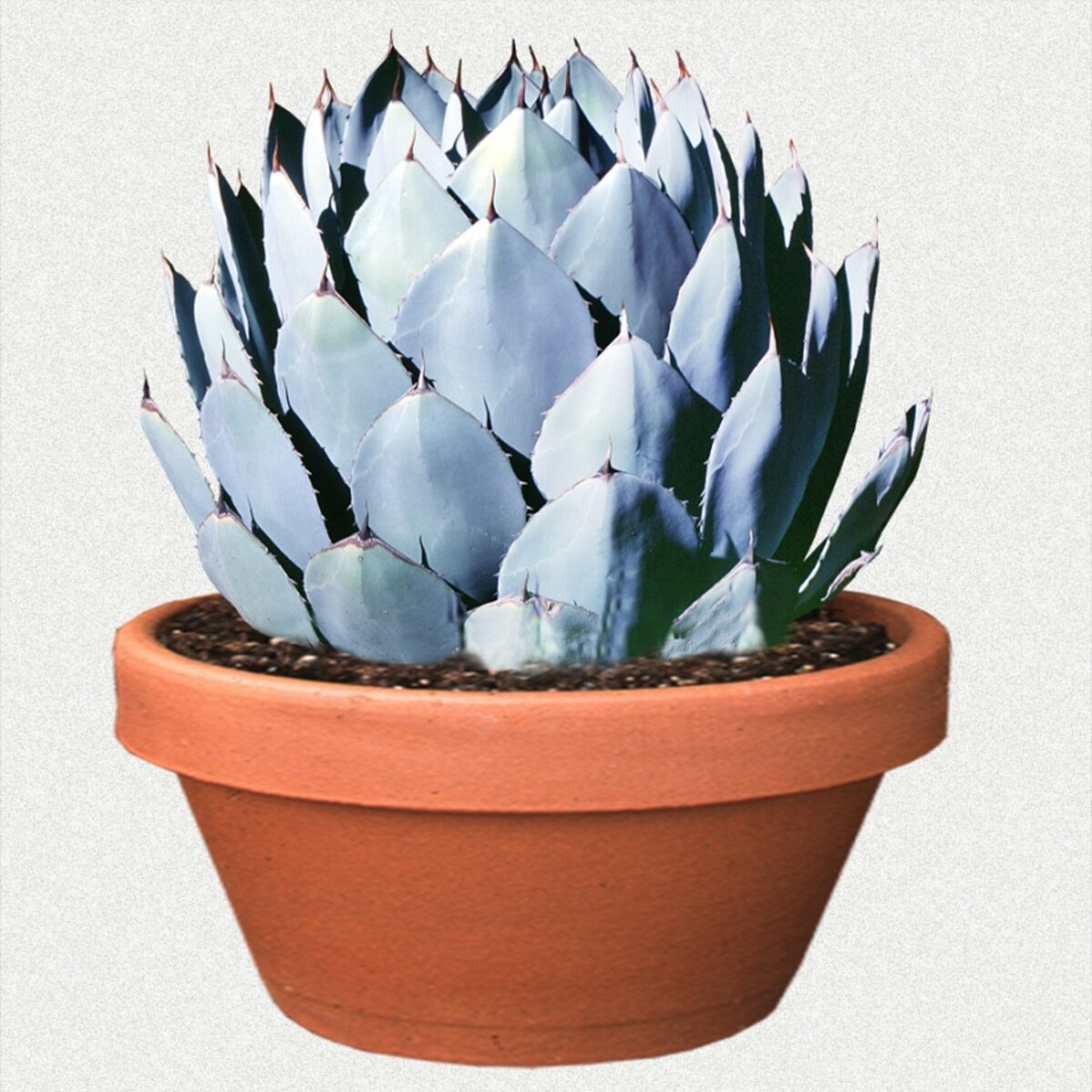 Agave Parryi Truncata Artichoke Agave | SiteOne US
