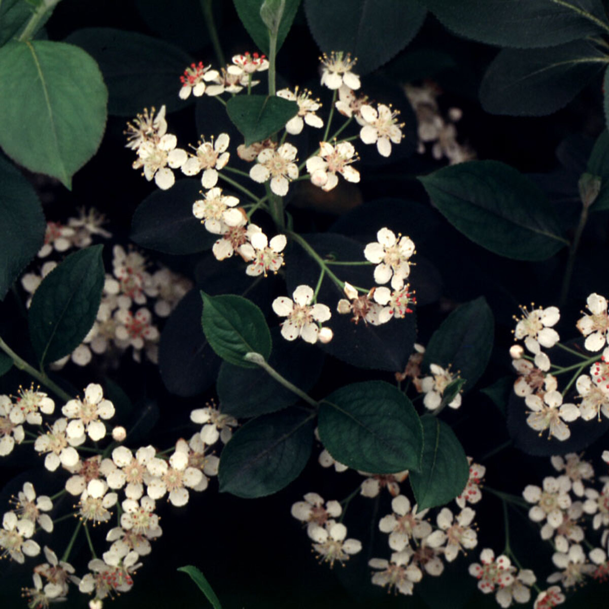 Aronia Melanocarpa Autumn Magic Black Chokeberry | SiteOne US