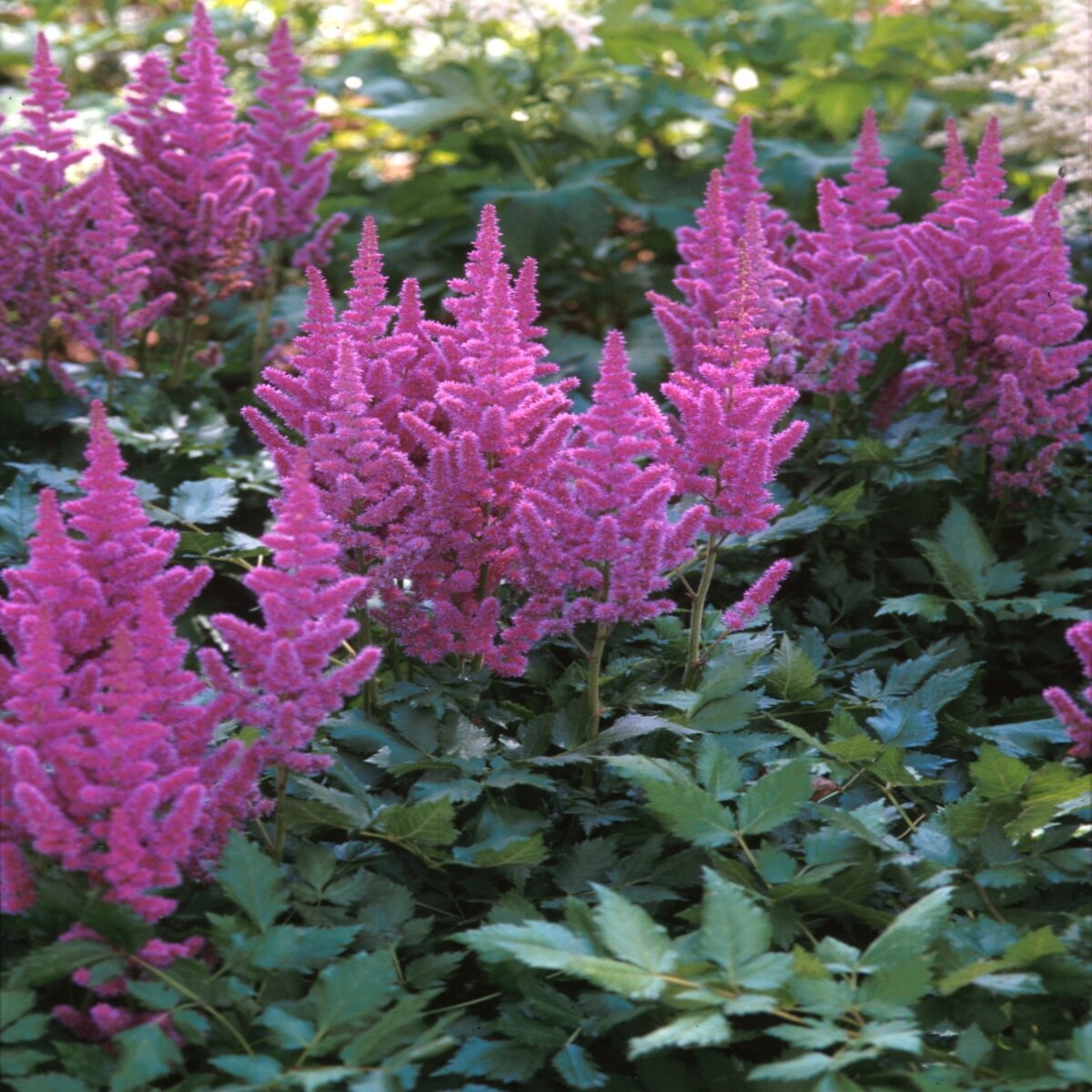 Astilbe Chinensis Visions Chinese Astilbe | SiteOne US