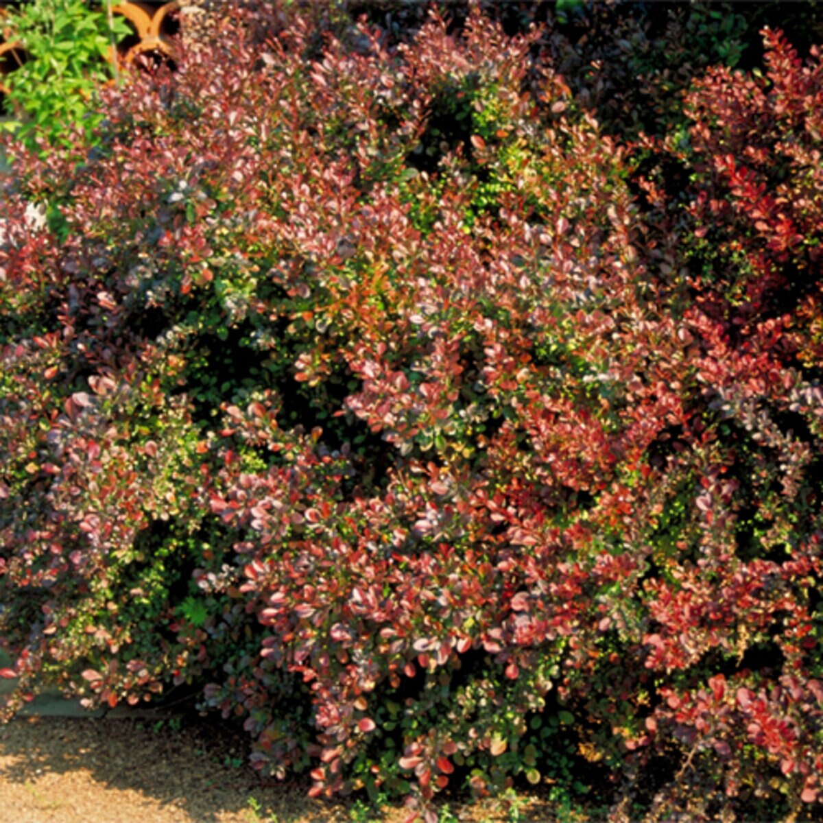 Berberis Thunbergii var. Atropurpurea Purple Japanese Barberry | SiteOne US