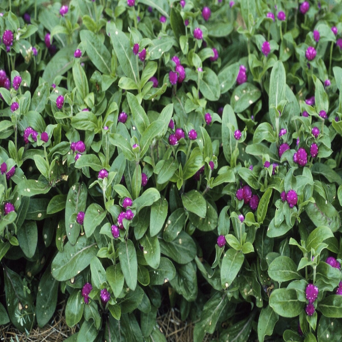 Gomphrena Globosa Gnome Purple Globe Amaranth | SiteOne US