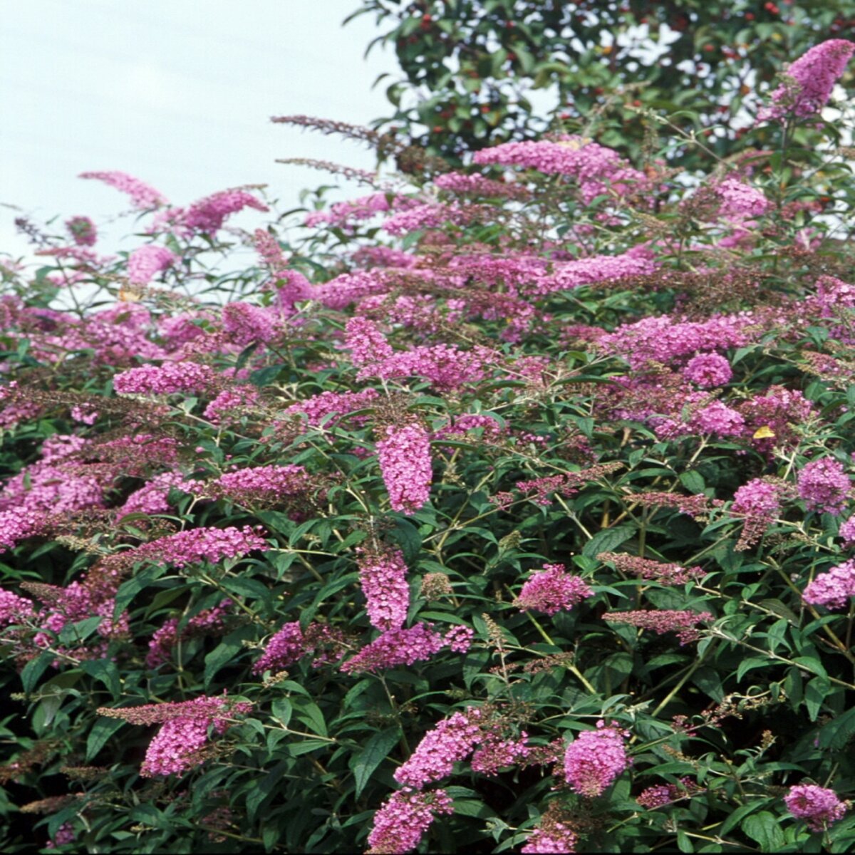 Buddleia Davidii Pink Delight Butterfly Bush | SiteOne US