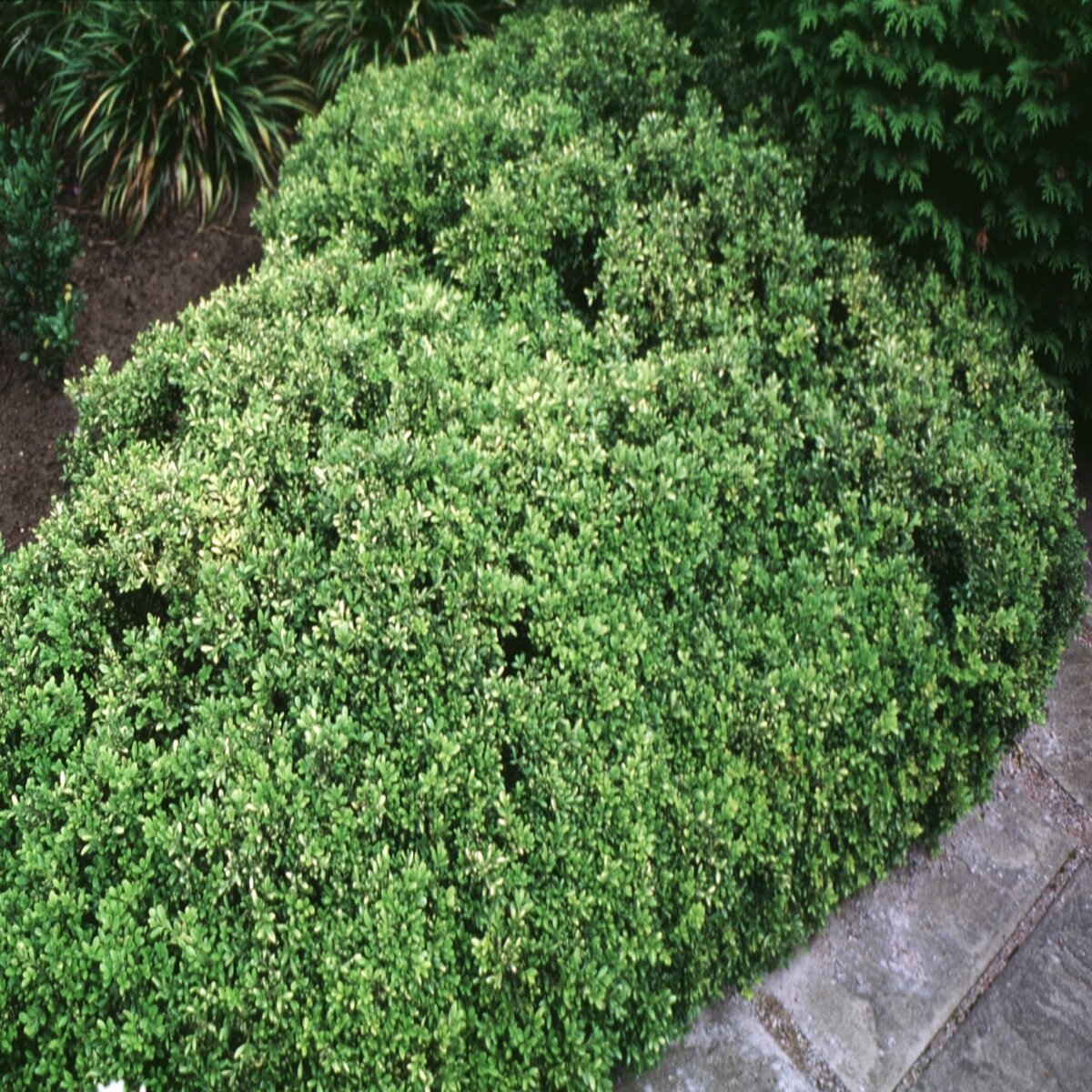 Buxus Microphylla Littleleaf Boxwood | SiteOne US