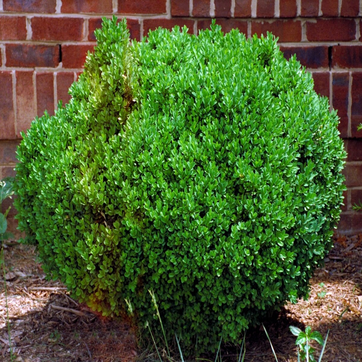 Buxus Sempervirens Suffruticosa Dwarf English Boxwood | SiteOne US