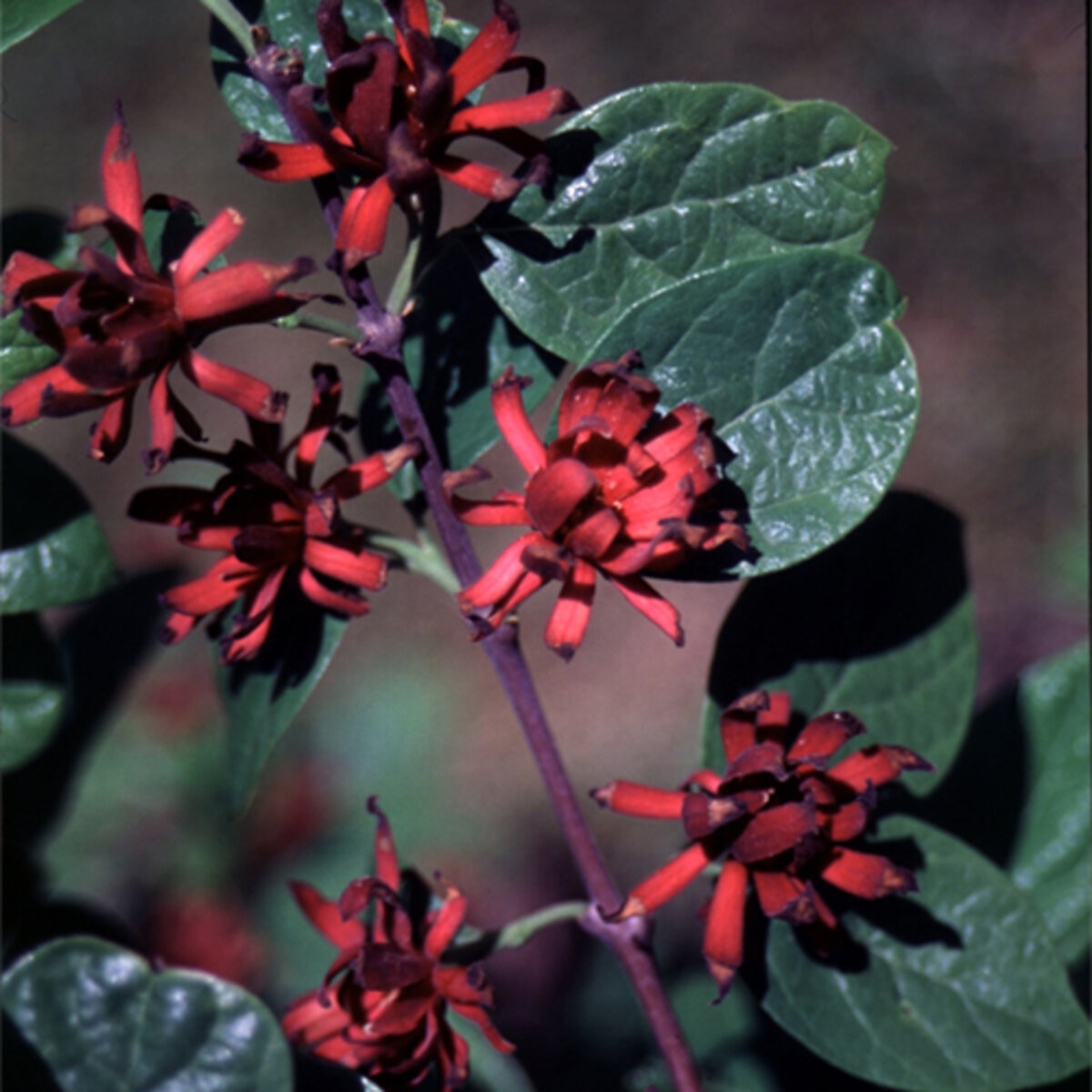 Calycanthus Floridus Eastern Sweet Shrub | SiteOne US