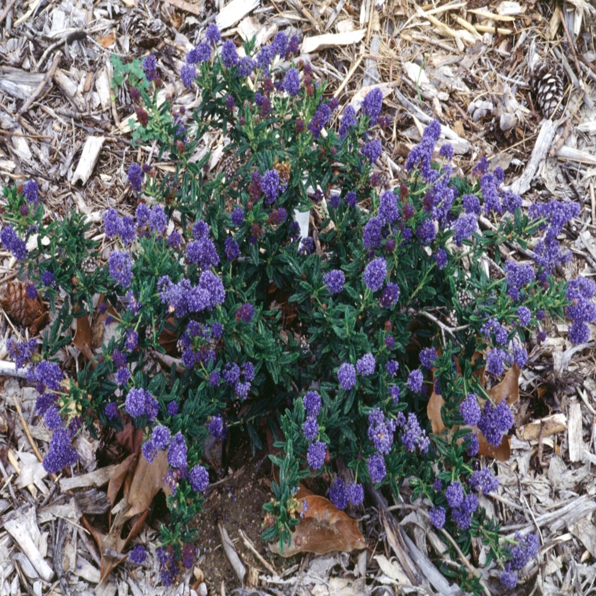 Ceanothus X Concha California Lilac | SiteOne US