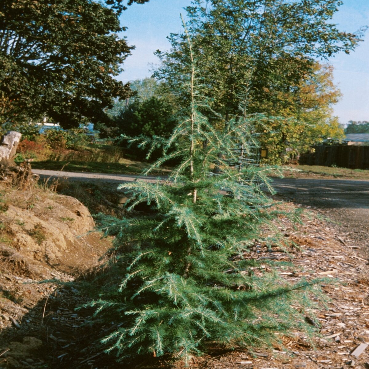 Cedrus Deodara Kashmir Deodar Cedar | SiteOne US