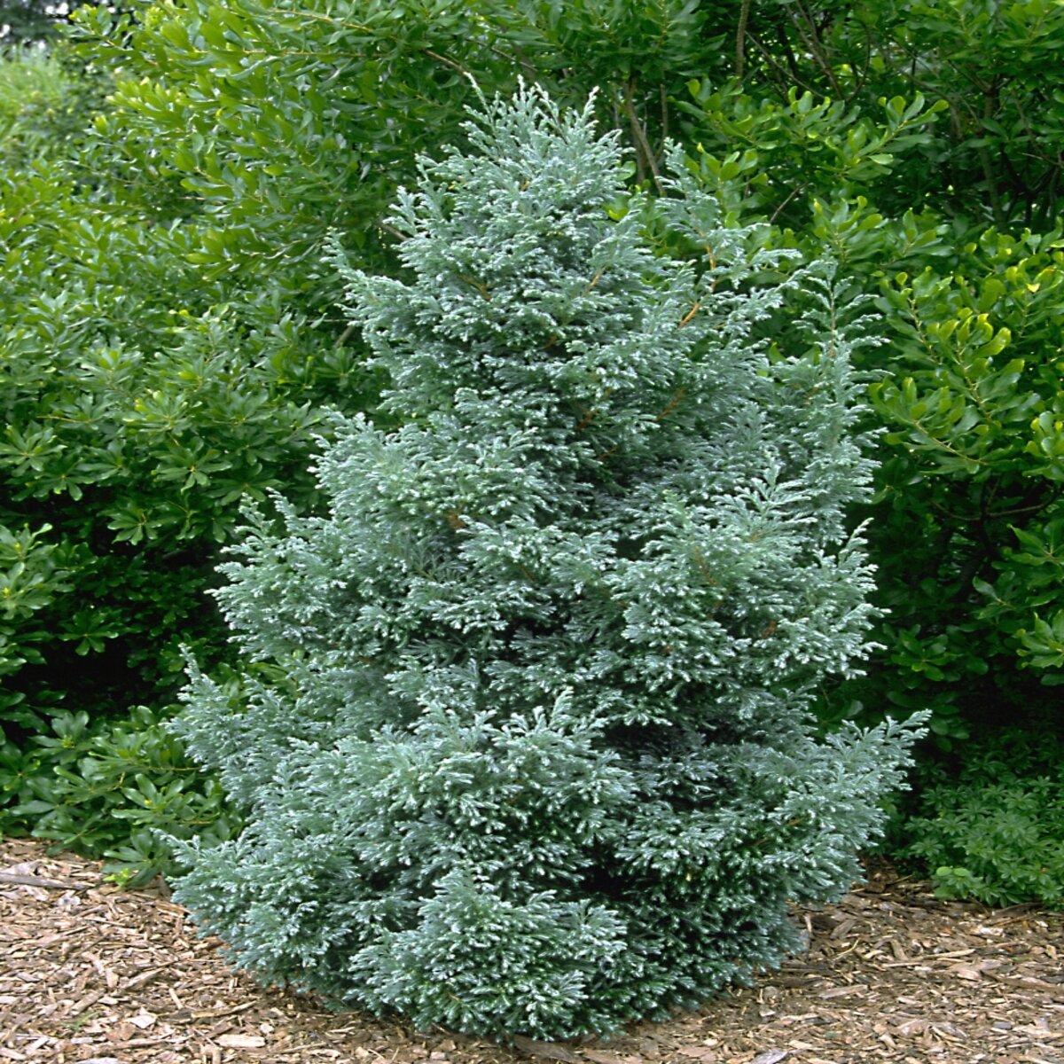 Chamaecyparis Pisifera Cyano-Viridis Boulevard Japanese Falsecypress ...
