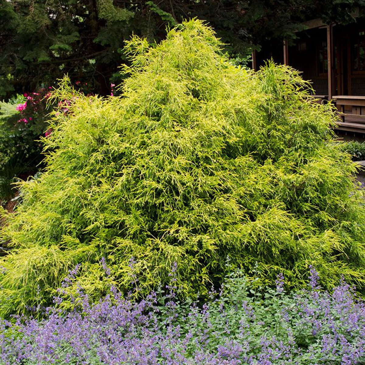 Chamaecyparis Pisifera Golden Mop Sawara Cypress | SiteOne US